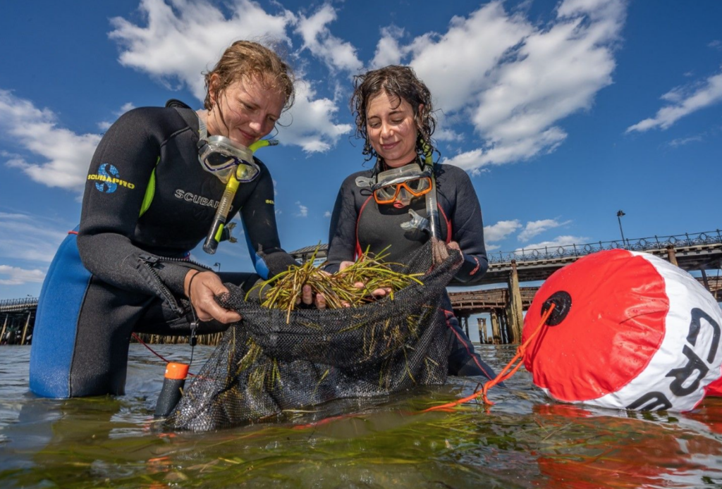 What is Carbon Dioxide? Definition, Sources & Role | Carbon Copy