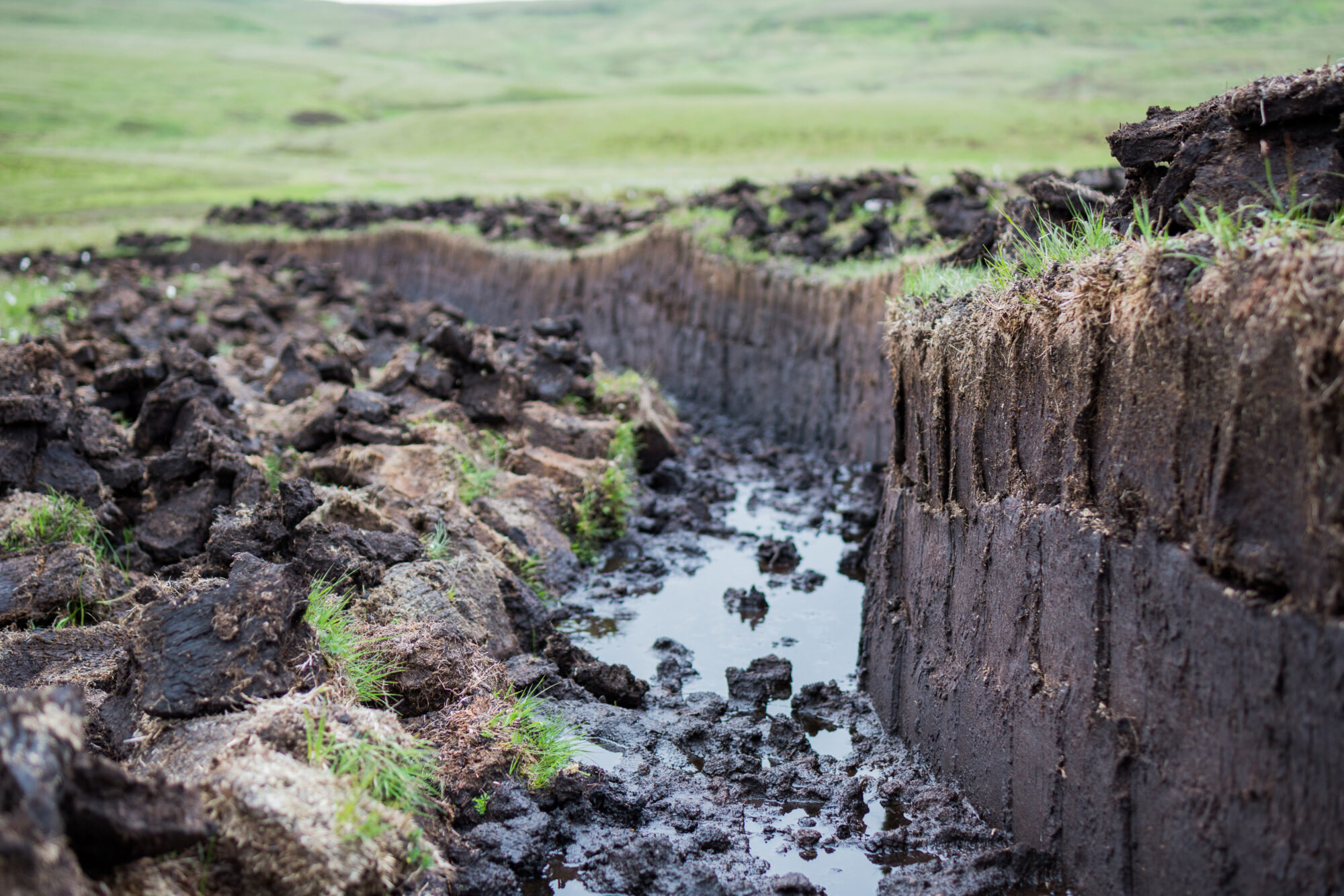 Carbon Sinks - Importance for Emissions Explained | Carbon Copy