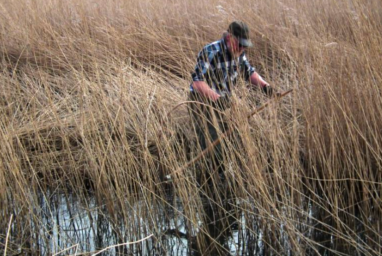 What is Paludiculture? Rewetting Peatlands Explainer | Carbon Copy